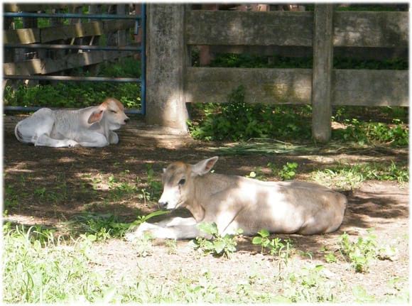 Becerrito postrado 5 dias | Engormix