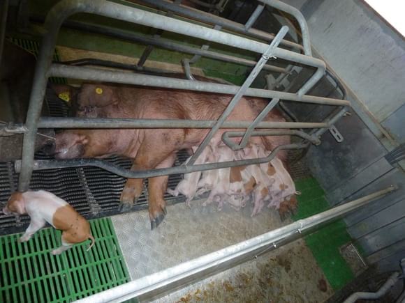 Landrace x Duroc | Engormix