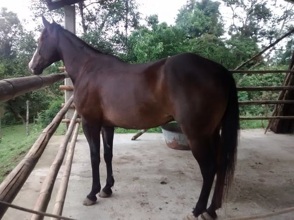 EL PRIETITO | Engormix