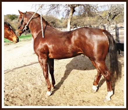 OFRECEMOS SERVICIOS DE MR PEPPY | Engormix