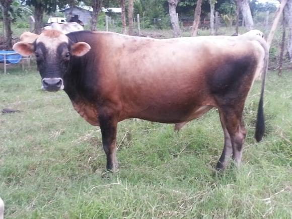 TORO JERSEY | Engormix