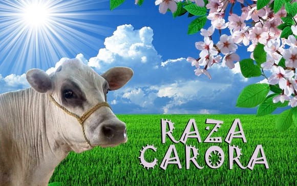 RAZA CARORA | Engormix