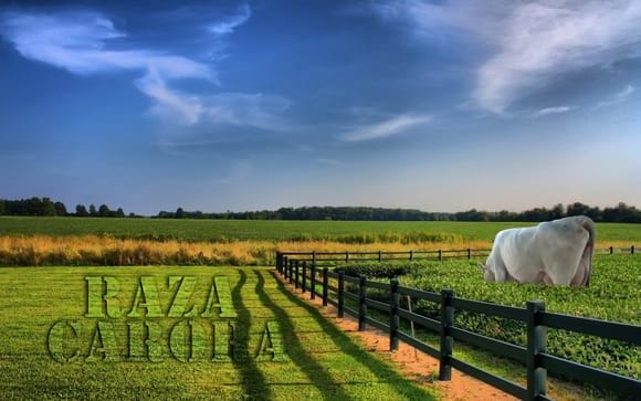 RAZA CARORA | Engormix