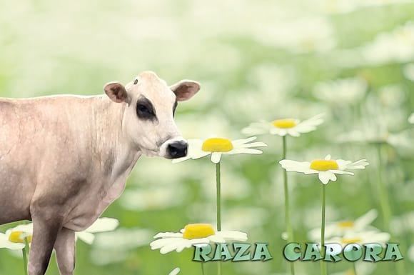 RAZA CARORA | Engormix