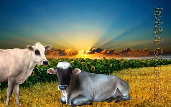 RAZA CARORA | Engormix