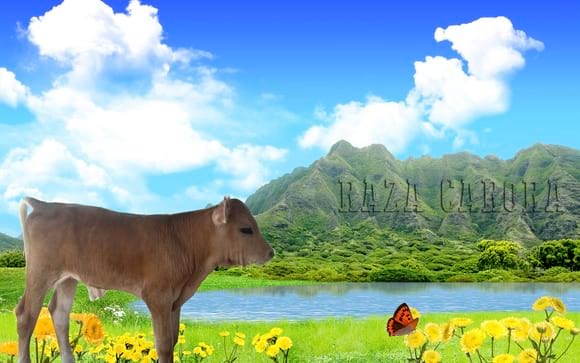 RAZA CARORA | Engormix