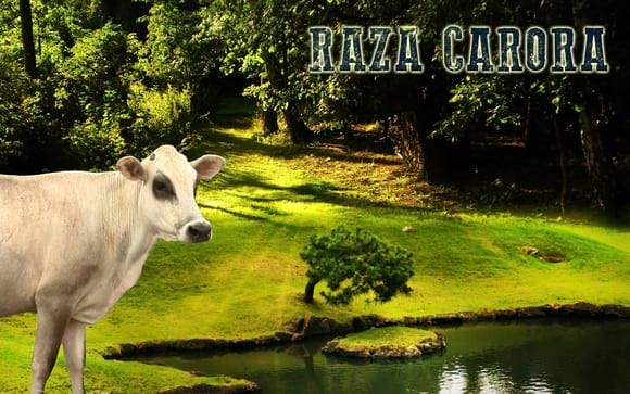 RAZA CARORA | Engormix