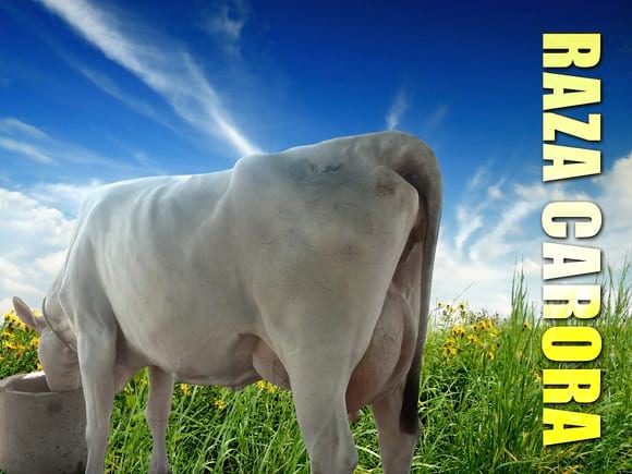 RAZA CARORA | Engormix