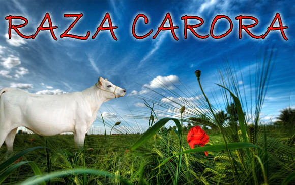 RAZA CARORA | Engormix