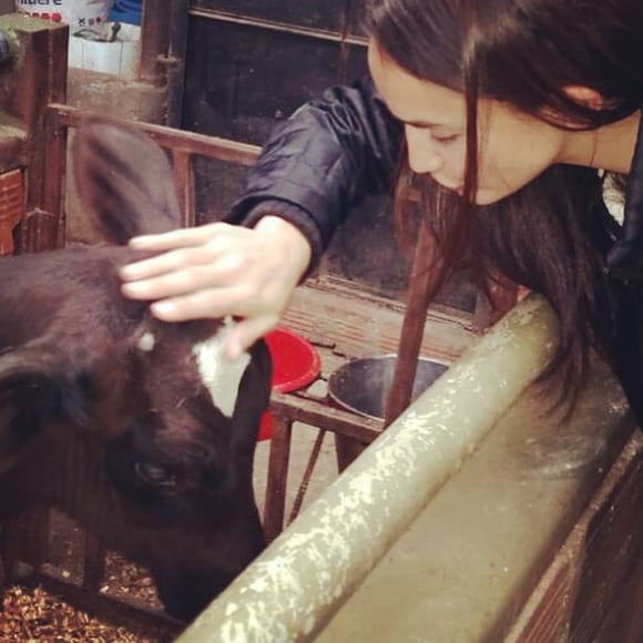 Ternero en Cuenca Ecuador | Engormix