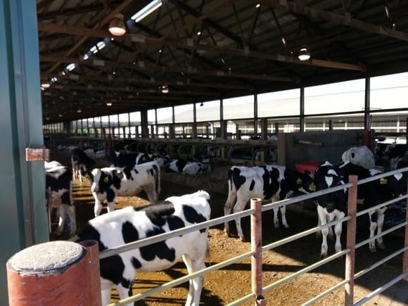 Calf Rearing | Engormix