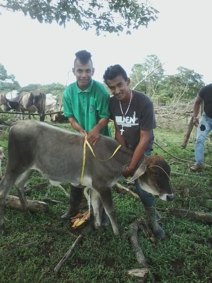 medicion de un ternero | Engormix