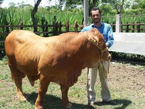 Beefmaster (17 meses edad ) | Engormix