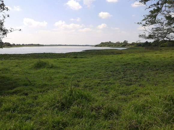 consulta sobre pasto | Engormix