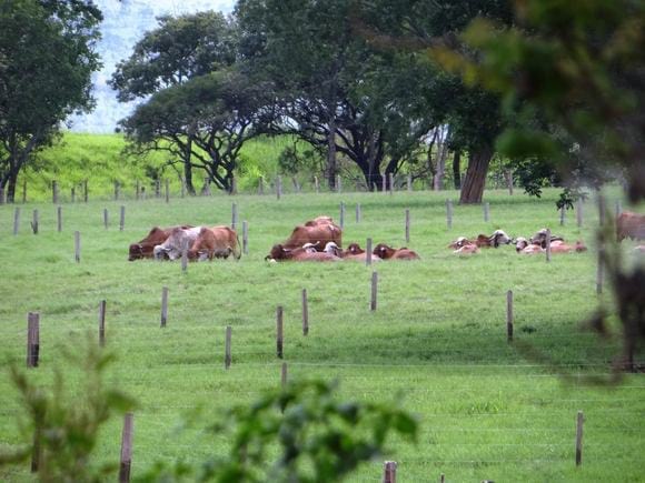 potrero de vacas gyr lecheras. | Engormix