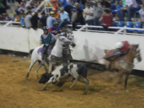 Toros Coleados | Engormix