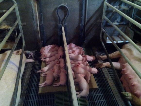 Calefacción Parideras | Engormix