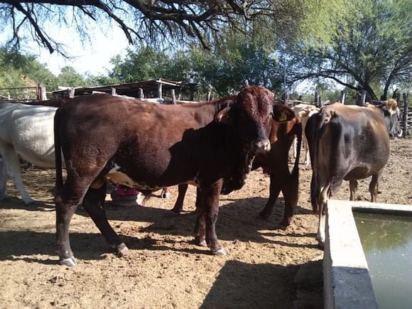 toro Beefmaster 6700 de faja de oro beefmaster dia 25 enero 2016 | Engormix