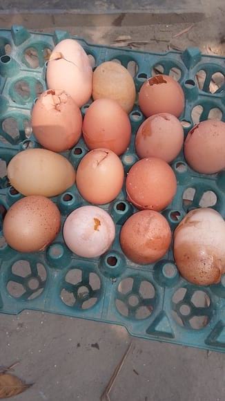 Egg breakage | Engormix