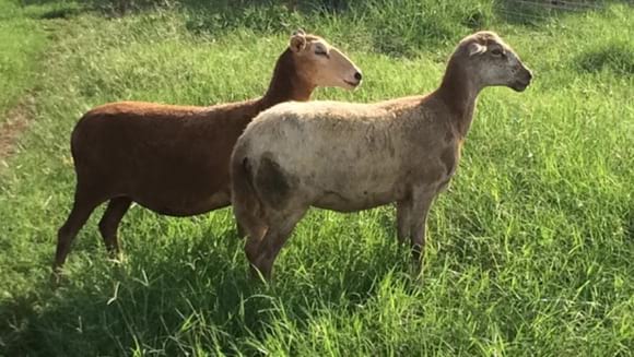 HEMBRA CAMURA Y F1 KATAHDIN | Engormix