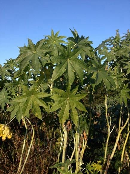 Ricinus Communis L. (Higuerilla) | Engormix