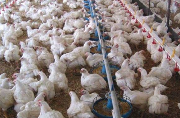 Pollos de Engorde | Engormix