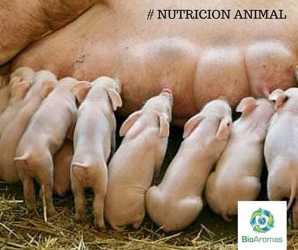 Nutrición Animal | Engormix