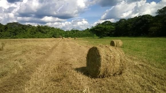 Pacas 2015 - 2016 | Engormix