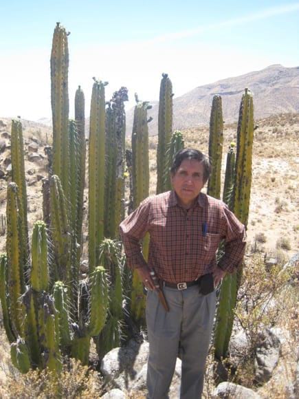 Planta silvestre Corryocactus brevistylus (Sanky o Guacalla) | Engormix