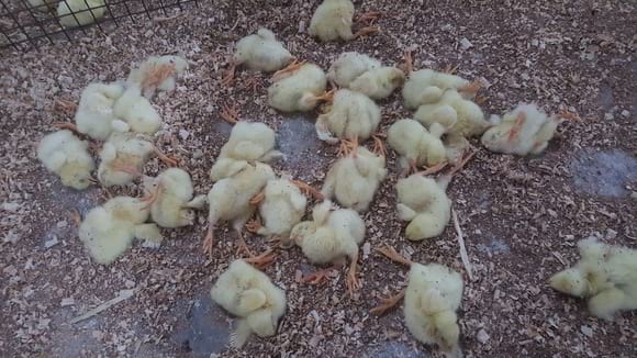 Signs from day 2 | Engormix