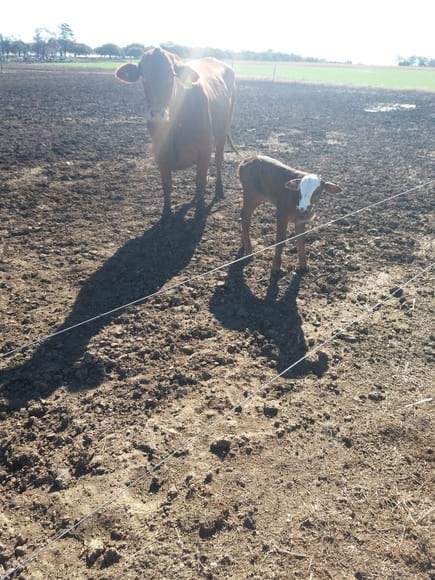 ternero braford | Engormix