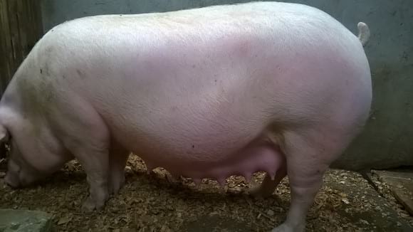 Selección de cerda para reproducción. | Engormix