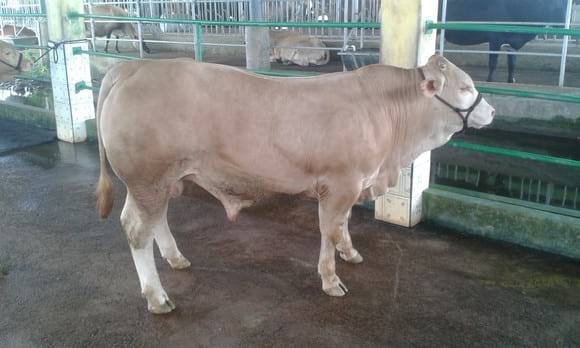 Cruse de Charolais con Senepol | Engormix