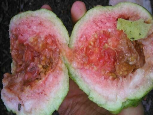 como ataco este problema de mi guayaba | Engormix