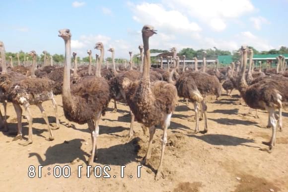 ostrich herd | Engormix