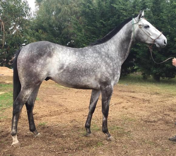 THE ORPHAN | Engormix