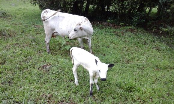 vaca criolla | Engormix