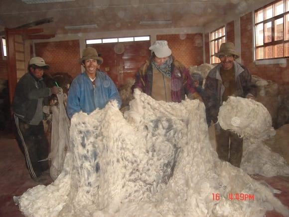 Clasificación de fibra de alpacas | Engormix