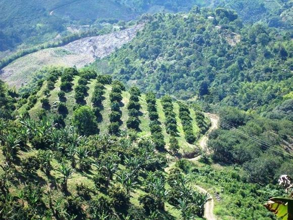 Panorámica de siembra en curvas de nivel | Engormix