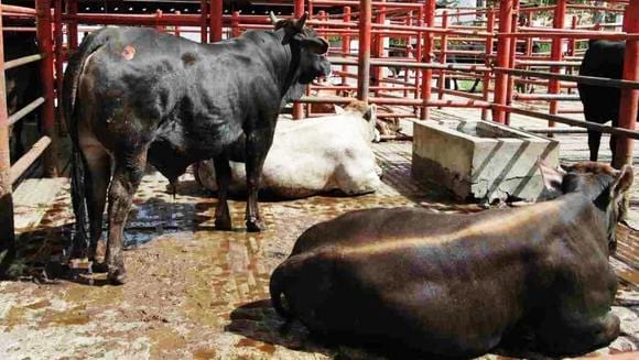 Los síntomas de la enfermedad son fiebre, anemia, deficiencia ...