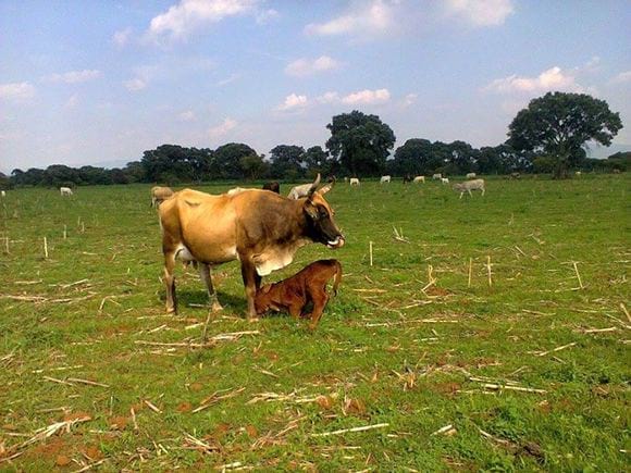 Becerra beefmaster | Engormix