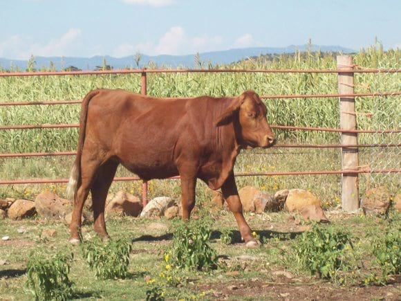 vecerra 23 meses beefmaster | Engormix