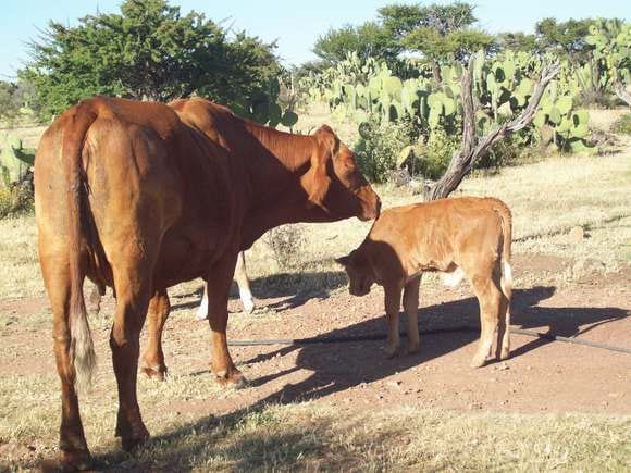 vaca beefmster con cria de dos meses | Engormix