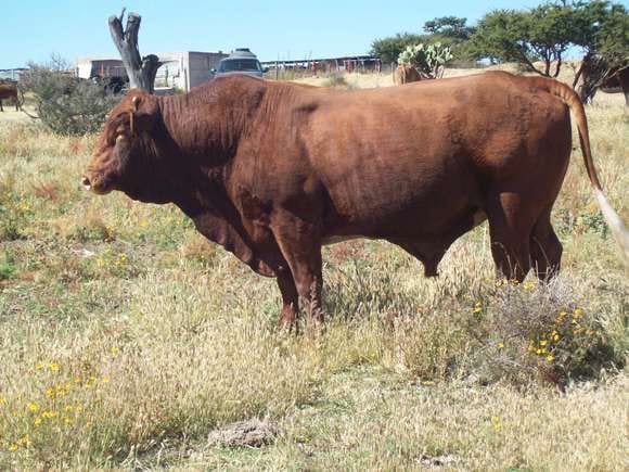 toro beefmaster | Engormix