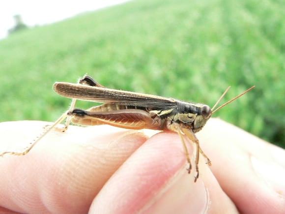 Dichroplus | Engormix