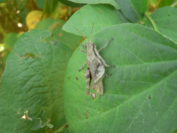 Dichroplus 3 | Engormix