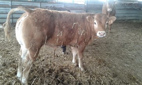 Ternero limusin | Engormix