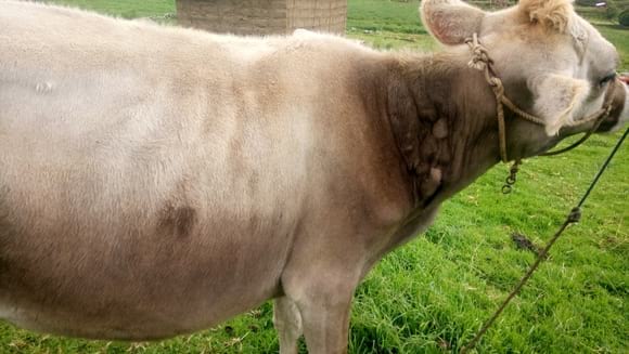 Bulbo se aplico verrugal con ningun resultado | Engormix