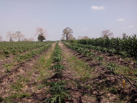 proyecto papaya | Engormix