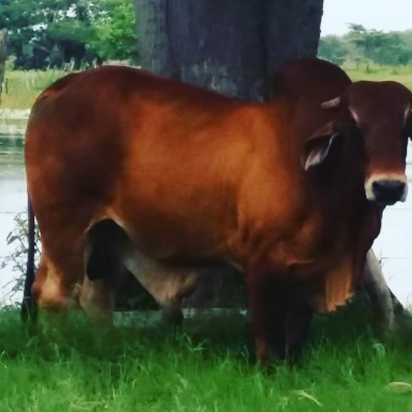 TORO DE LA GRIA | Engormix